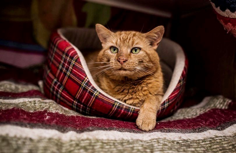 Name: Beano & Bonnie