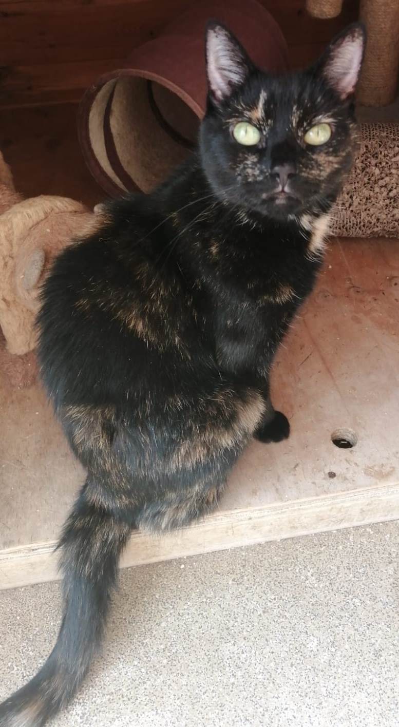 Age: 8 Years Gender: Female Breed: DSH