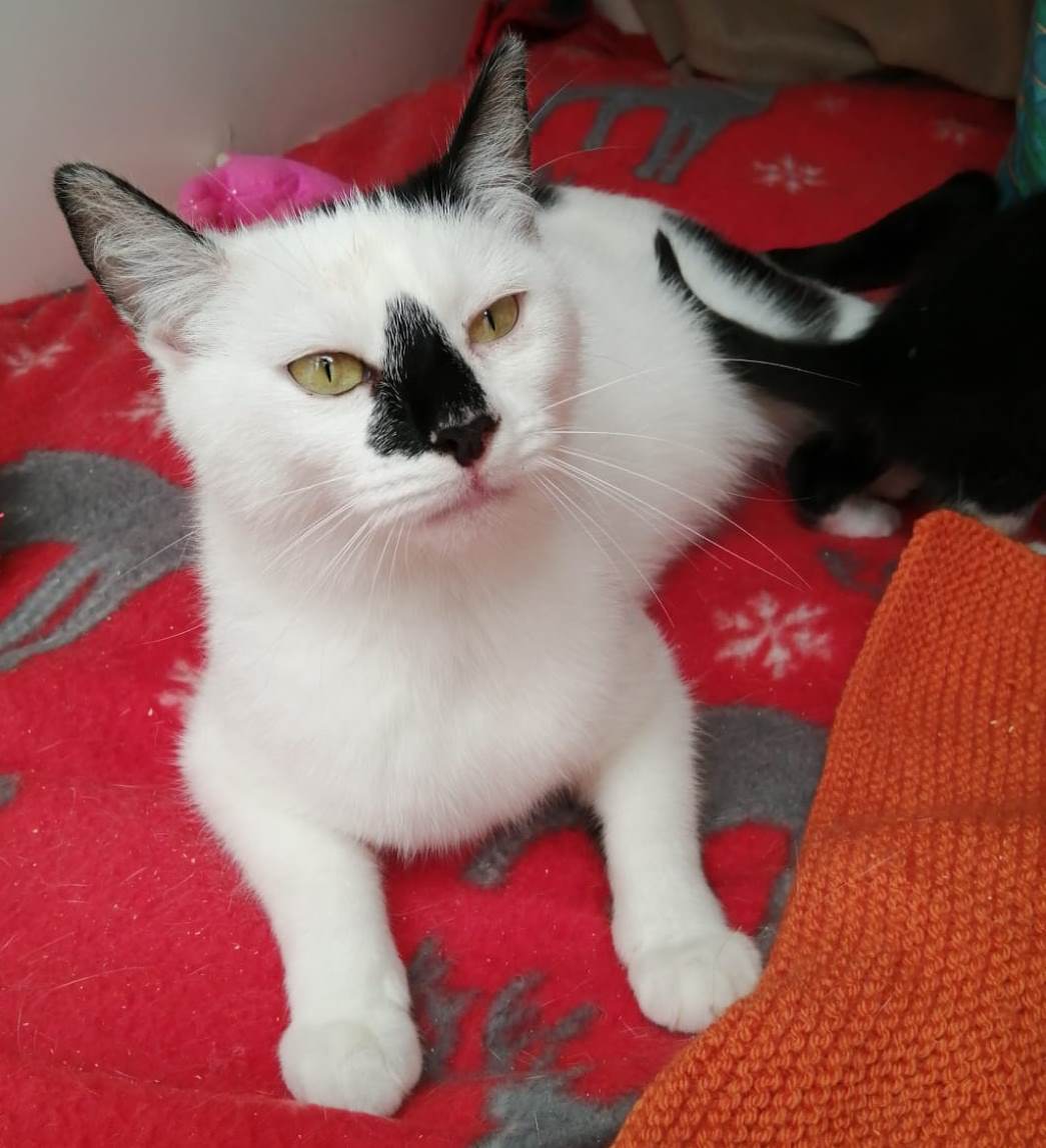 Age: 2 Years Gender: Female Breed: DSH