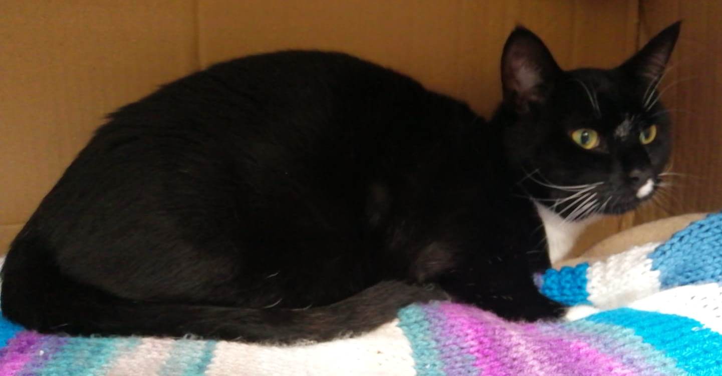 Age: 2.5 Years Gender: Male Breed: DSH