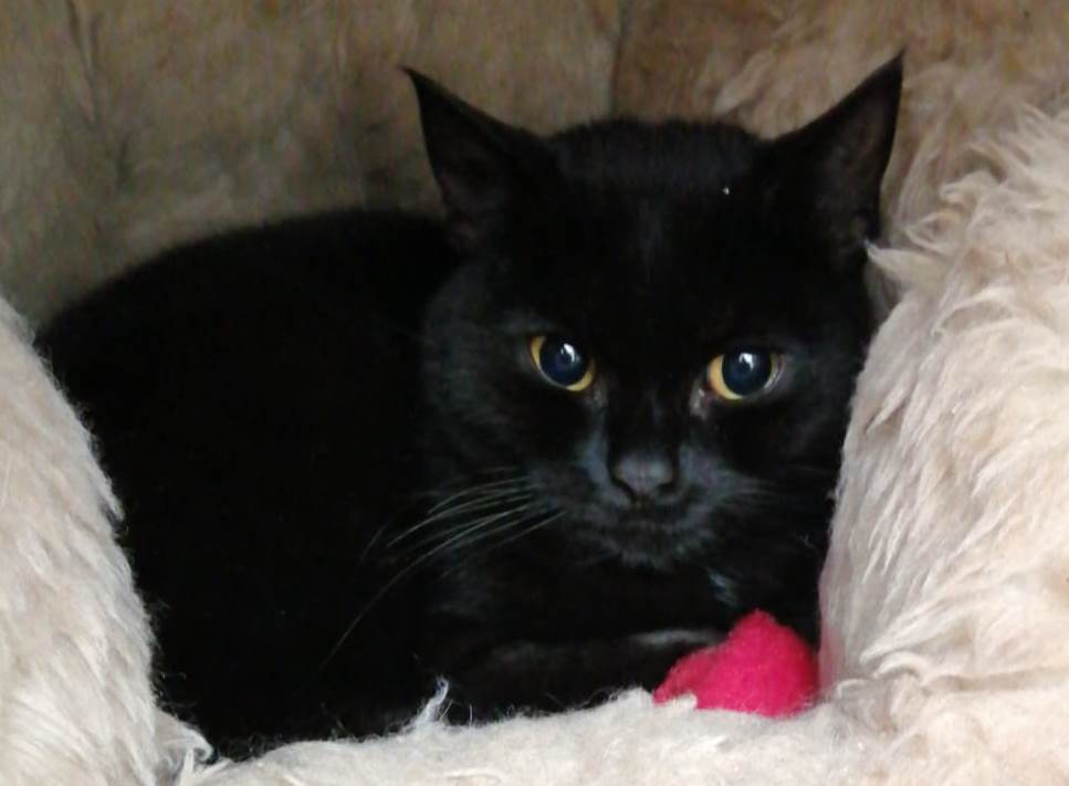 Age: 1 year Gender: Female Breed: DSH