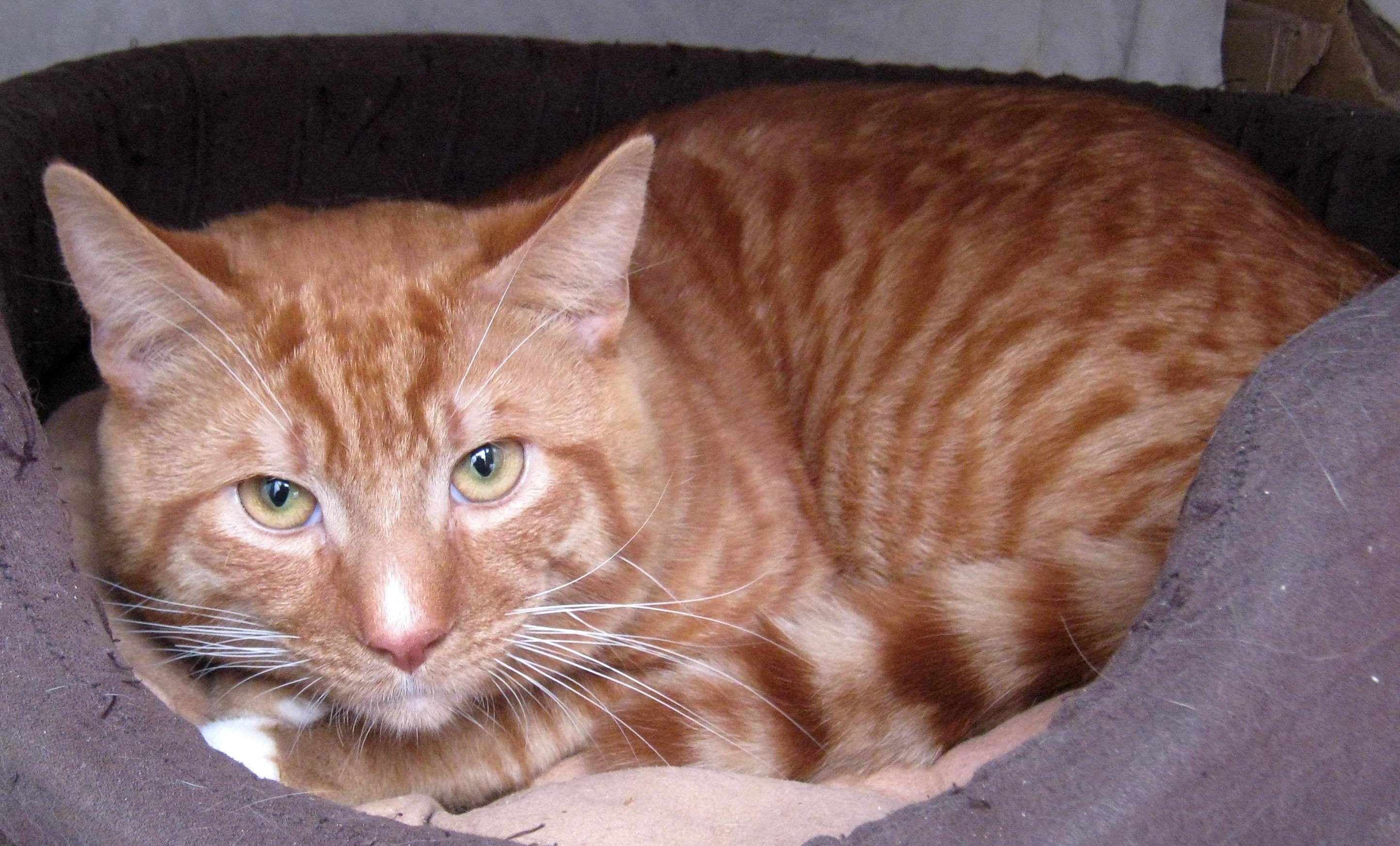 Age: 18 Months Gender: Male Breed: DSH