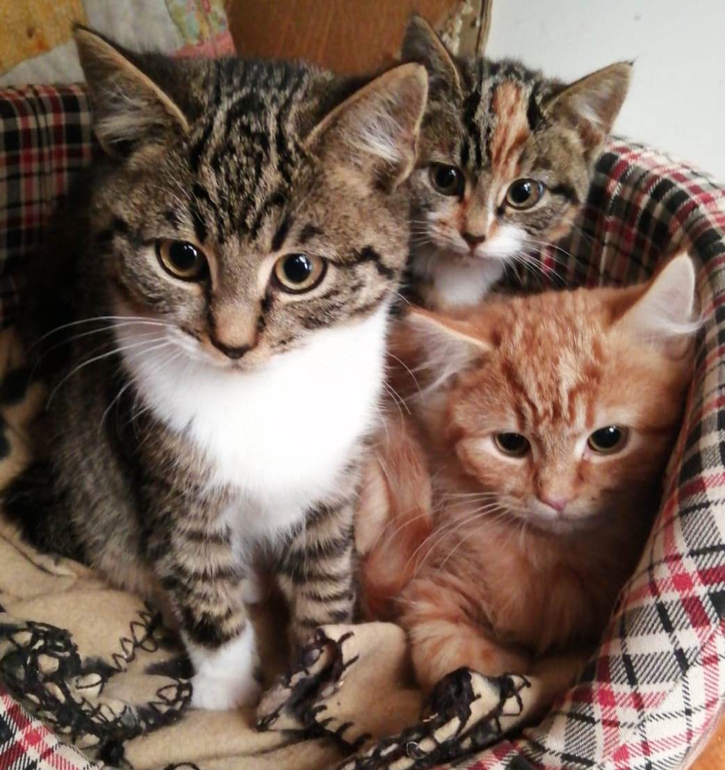 Age: 11 Weeks Gender: Male & Female Breed: DSH