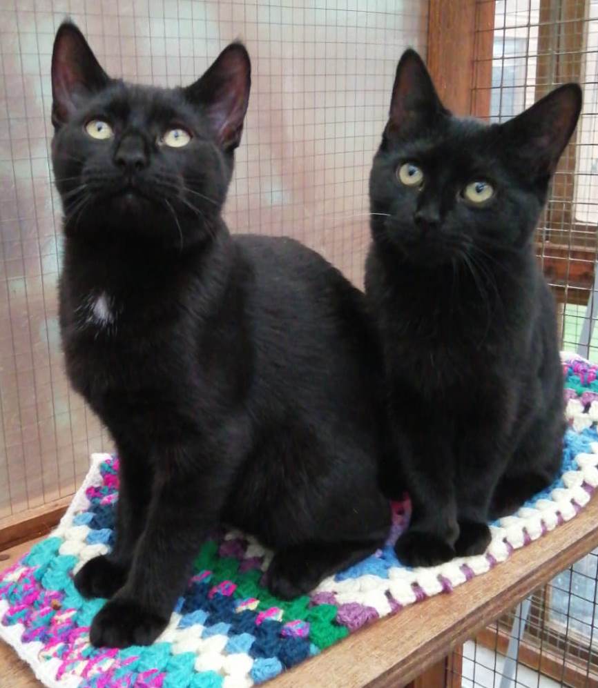 Age: 5 Months Gender: Male & Female Breed: DSH