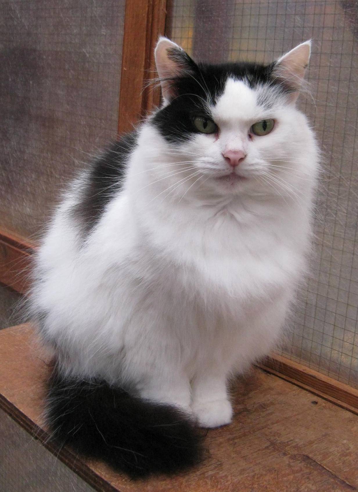 Age: 5 Years Gender: Female Breed: DLH