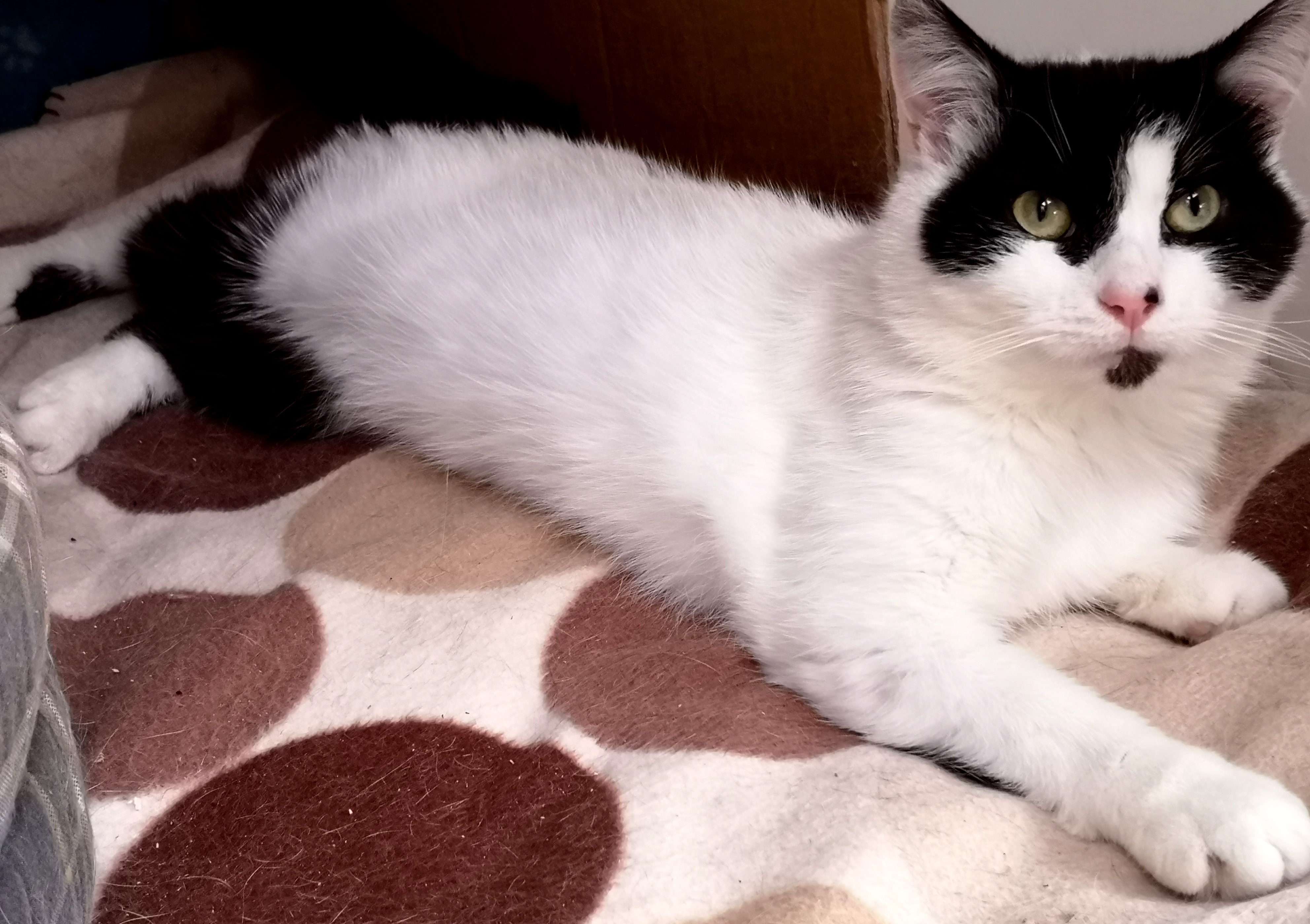 Age: 3 years Gender: Male Breed: DSH