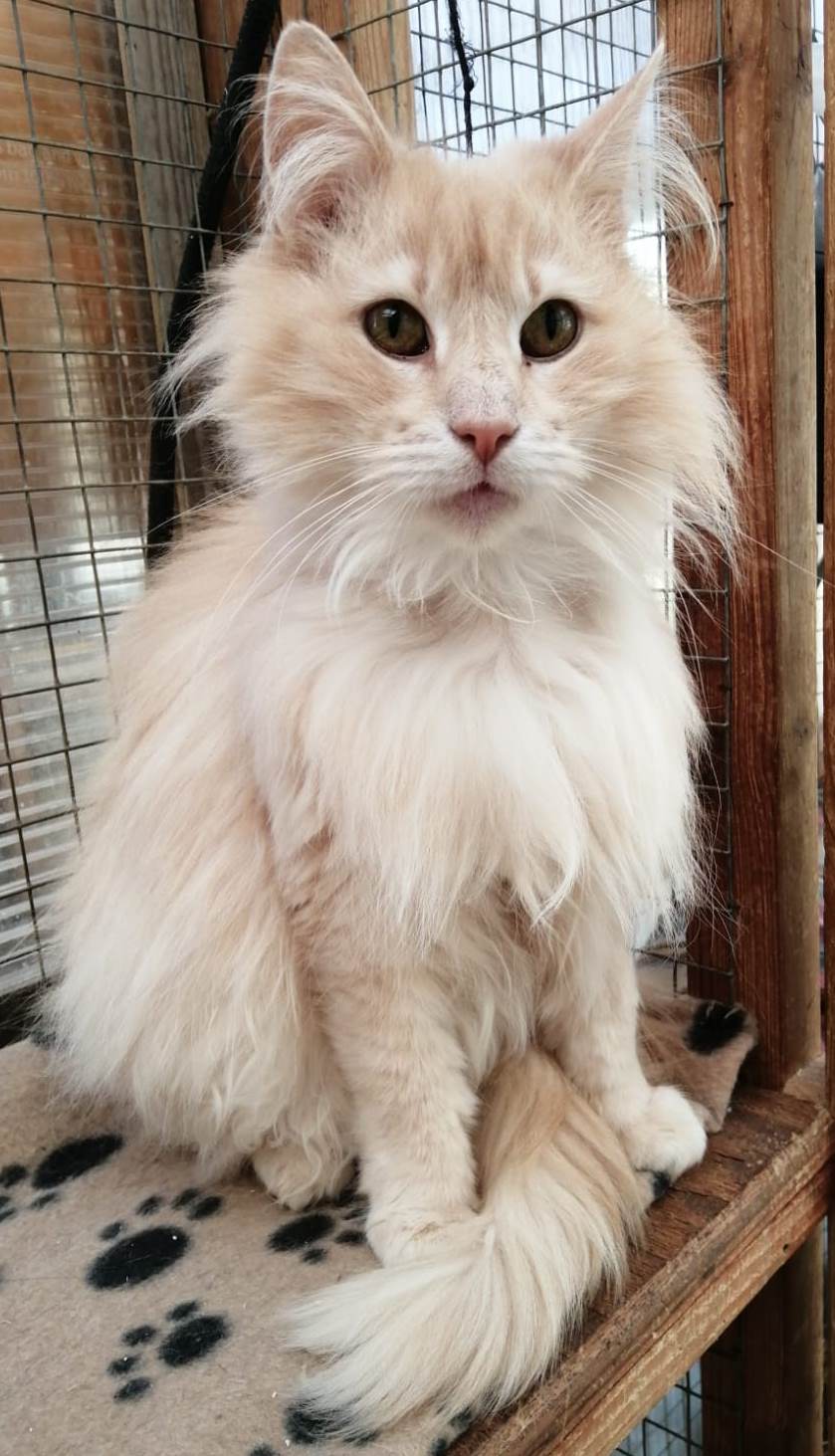 Age: 9 years & 10 years Gender: Female Breed: Norwegian Forest