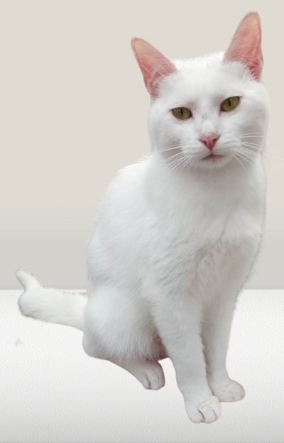 Age: 2 Years Gender: Female Breed: DSH