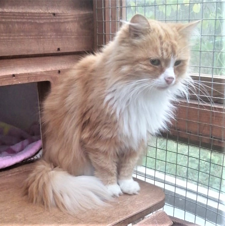 Age: 11 & 9 Years Gender: Male & Female Breed: DSH & DLH