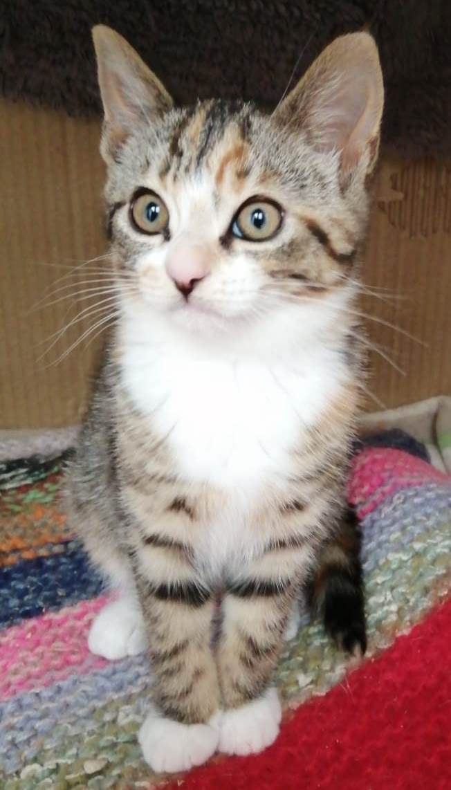 Age: 11 weeks Gender: Male & Female Breed: DSH