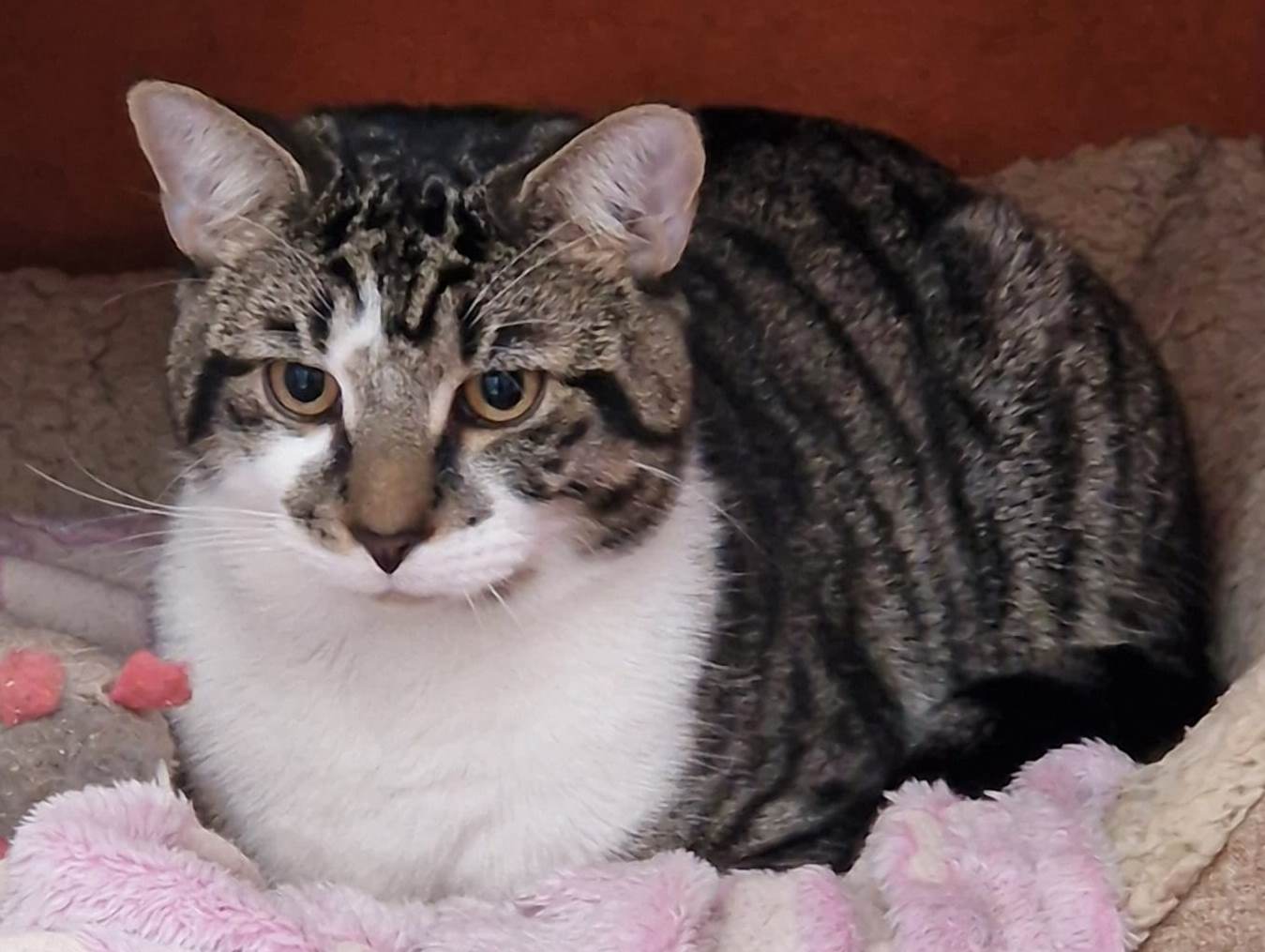 Oreo and Tigger are a stunning pair of tabby brothers, one classic ...